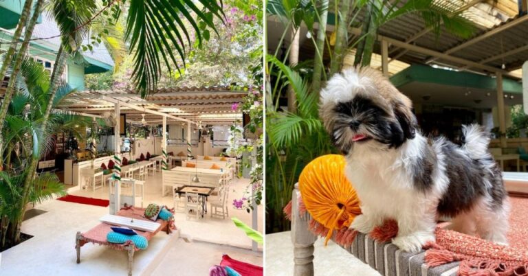 10 Best Pet-Friendly Cafes & Eateries in Bengaluru for a Wholesome Time