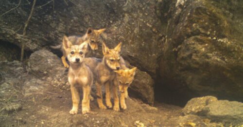 Camera Over Gun: Forgotten IFS Officer Behind India’s Only Wolf Sanctuary