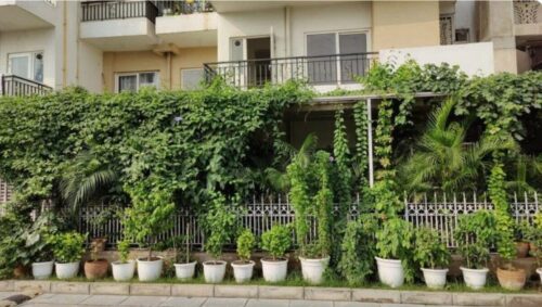 With 100+ Plants, Engineer Has Turned Noida Home Into Mini Jungle