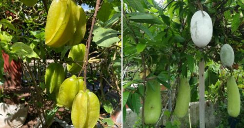 56-YO YouTube Star Reaps Rs 60K/Month From Organic Terrace Garden