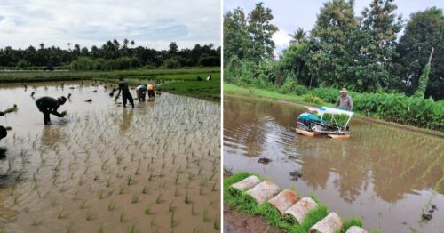 Kerala Grow Traditional Rice Varieties, Harvest 15 Tonnes/Year