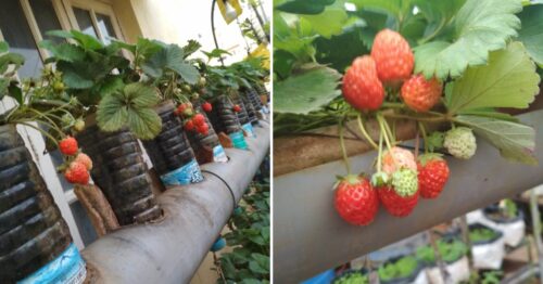 70-YO Grows Strawberries in Water Bottles, Palak in PVC Pipes On Roof