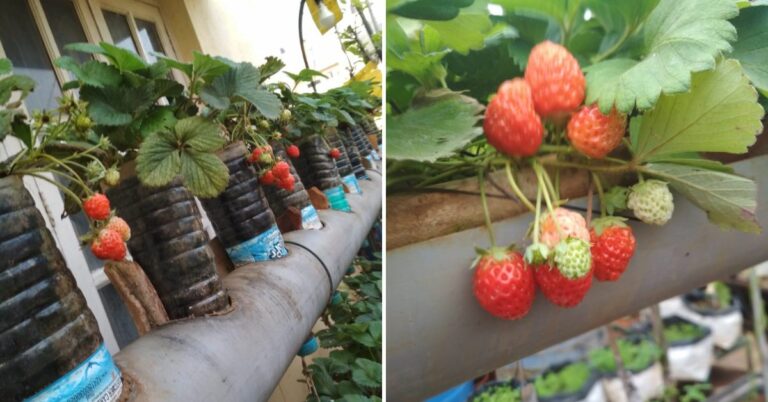 70-YO Grows Strawberries in Water Bottles, Palak in PVC Pipes On Roof
