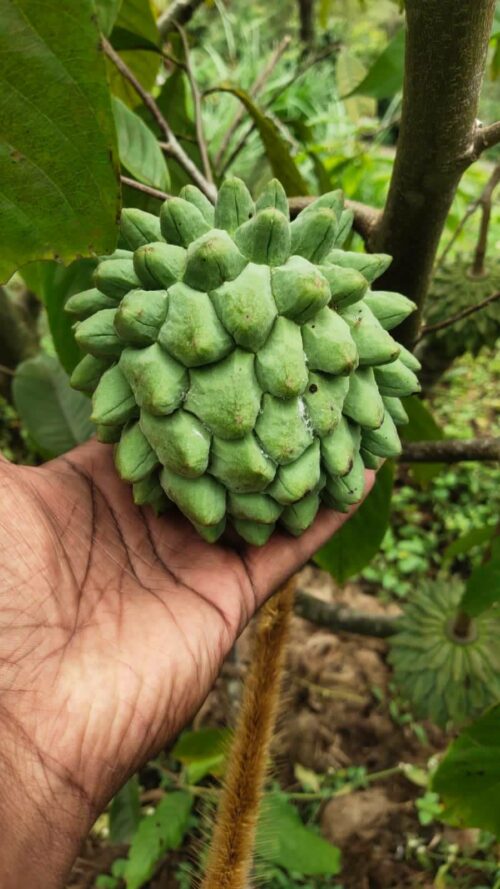 Kerala Home Made of Recycled Wood & Soil is Paradise Amid Forest