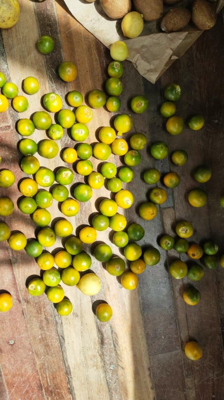 Kerala Home Made of Recycled Wood & Soil is Paradise Amid Forest