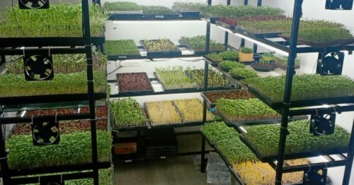 How I Grow Microgreens in My Room & Earn Rs 3 Lakh/Month