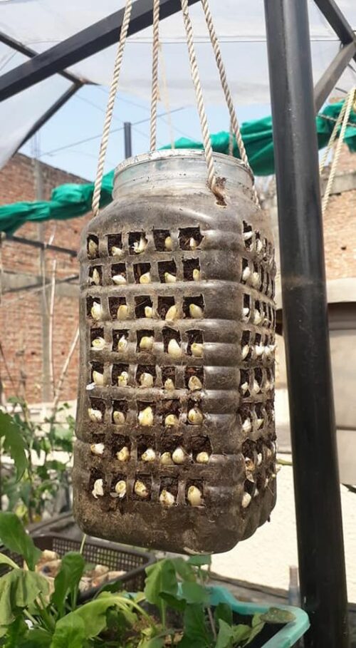 How to Grow Garlic in Old Plastic Containers?