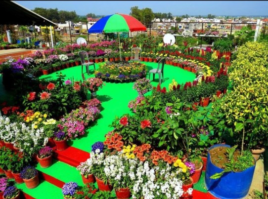 Haryana Man Grows 4000 Plants on Terrace, Shares Tips on YouTube