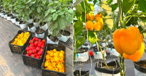 3 Friends Earn Crores With Hydroponics Empire, Train 35000 People