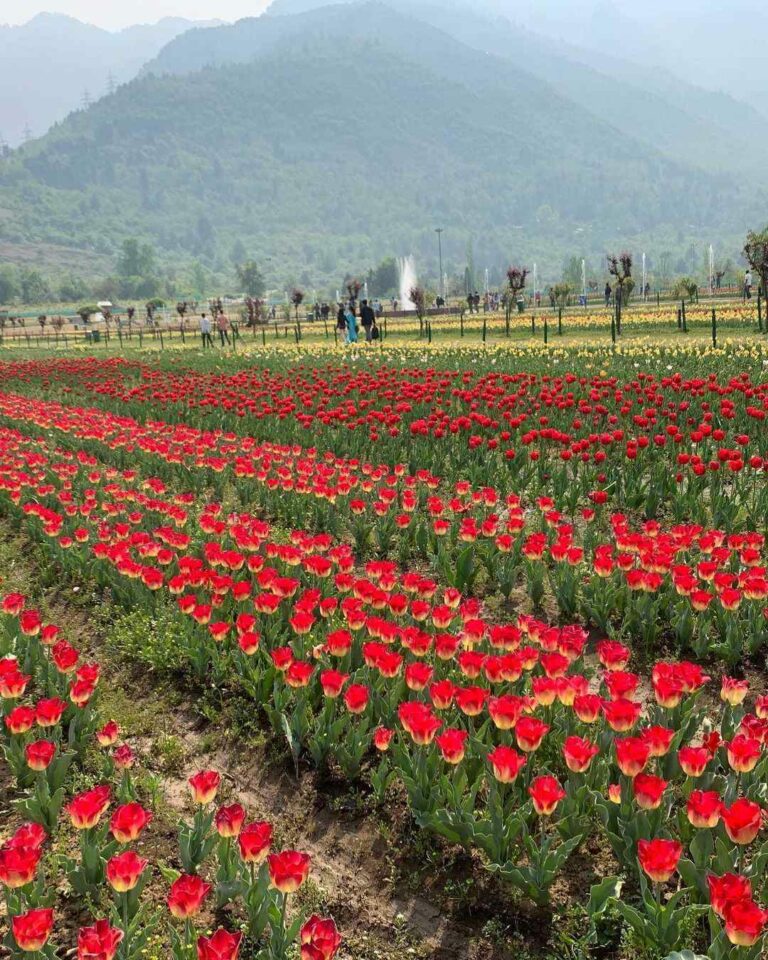 8 Flower Festivals Across India to Visit & Experience This Summer