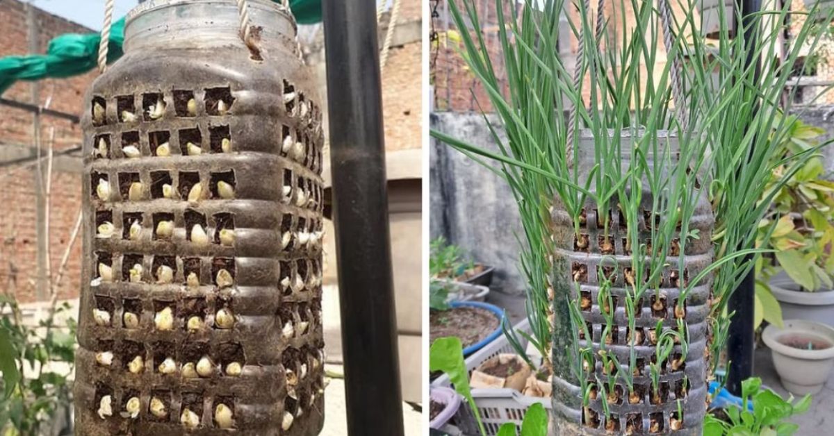 Grow Garlic at Home in Containers: 8 Easy Steps