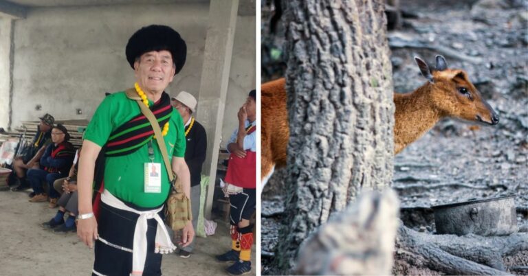 How To Help an Animal in Need? Look up These 10 Animal Rescue Heroes