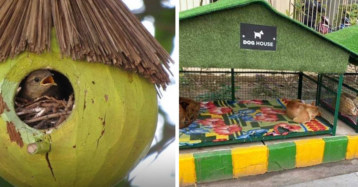 8 DIY Ideas To Help Animals & Birds Survive the Summer Heat