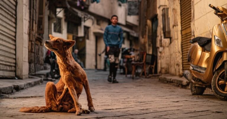 Why Indian Cities Are Struggling to Deal With Stray Dogs