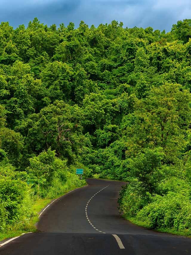 Planning Summer Vacations? 8 Majestic Forest Routes For A Scenic Road Trip