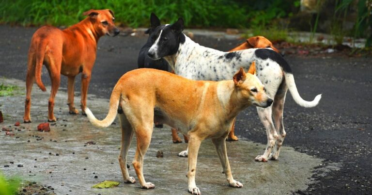 Deep Dive: How Can India Humanely Solve its Growing Stray Dog Problem?