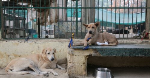 Deep Dive: How Can India Humanely Solve its Growing Stray Dog Problem?