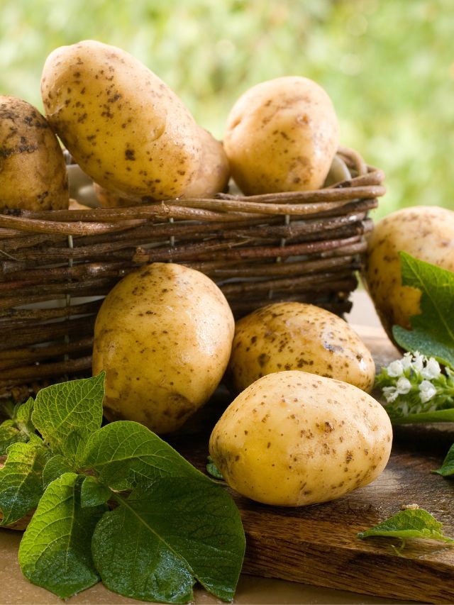 How to Grow Potatoes In The Air & Get 10 Times The Yield