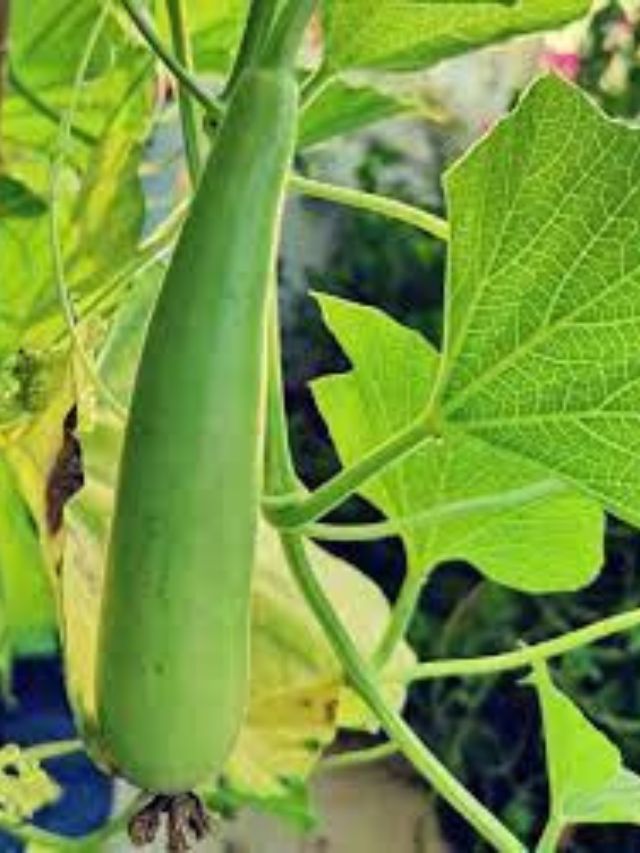 How to Grow Organic Gourds at Home? Urban Gardener Shares Simple Steps