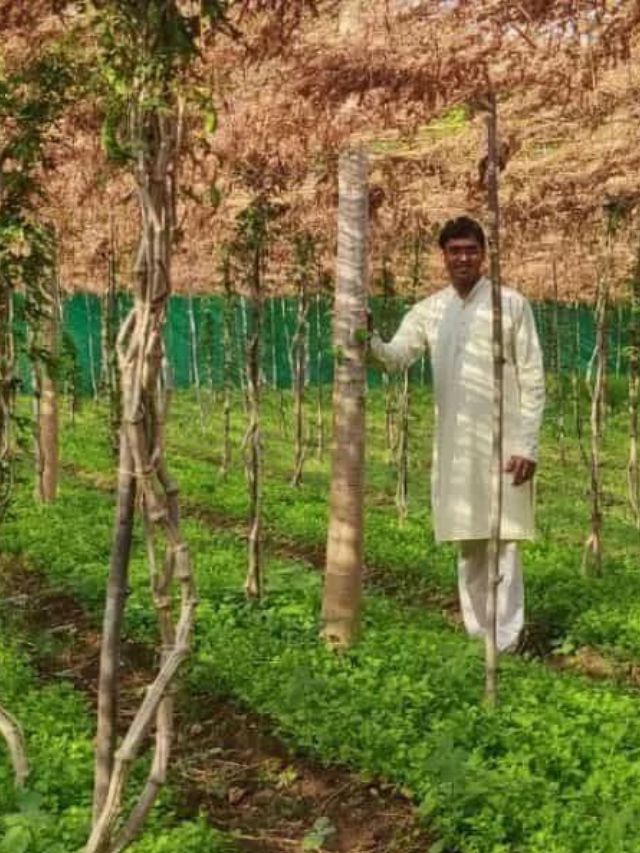 Farmer's Unique Way Aids Many Crops in Small Spaces, Earns Him Lakhs/Year