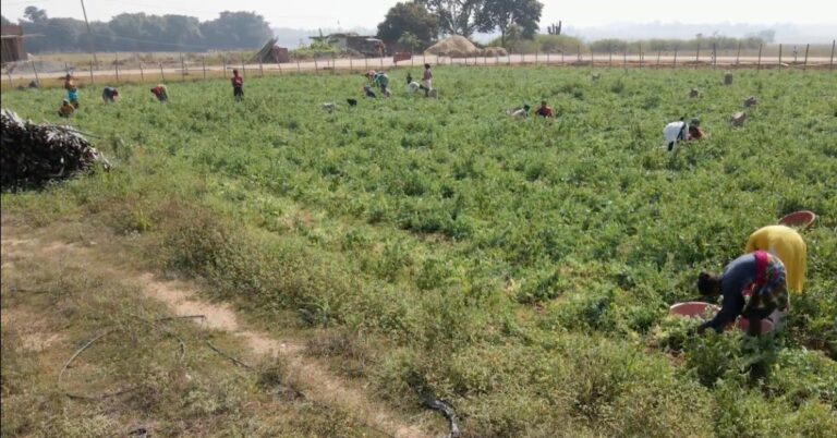 How an IAS Officer Is Turning Jharkhand District Into ‘Ragi Capital of ...