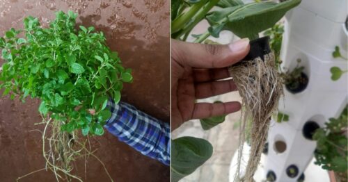 These Aeroponic Towers Let You Grow 30X More Vegetables in Small Balconies