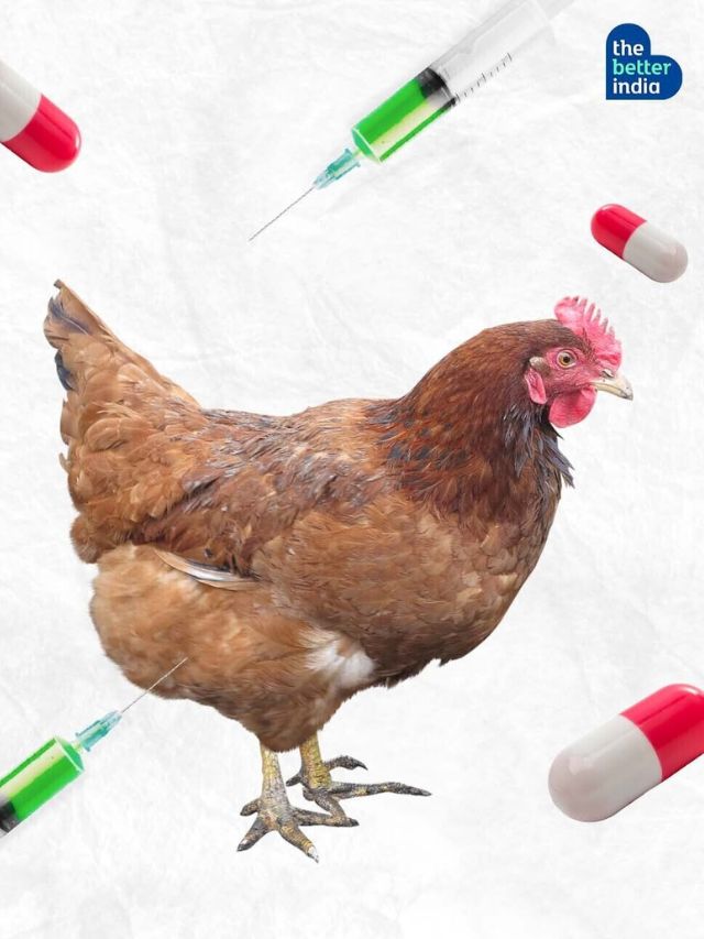 Human Health Risk From Antibiotics in Chicken: What You Should Know