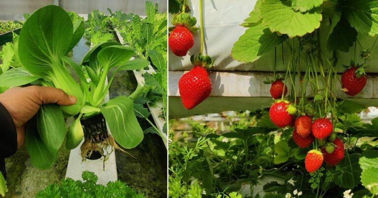 Soil-Less Strawberries to Hydroponic Figs: Ratlam Brothers Reap Success
