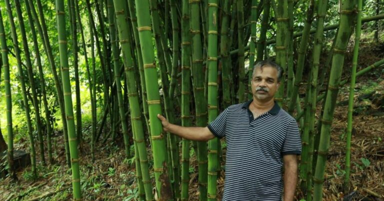 This Man Grows Golden Bamboo Along With 140+ Other Bamboo Species