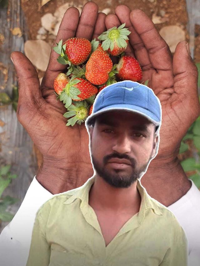 Mocked For Growing Strawberries, Tribal Farmer Now Earns Rs 2 Lakh/Season