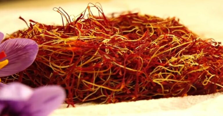How to Grow Saffron in a Tiny Room: Couple Shares Tips on Indoor Farming