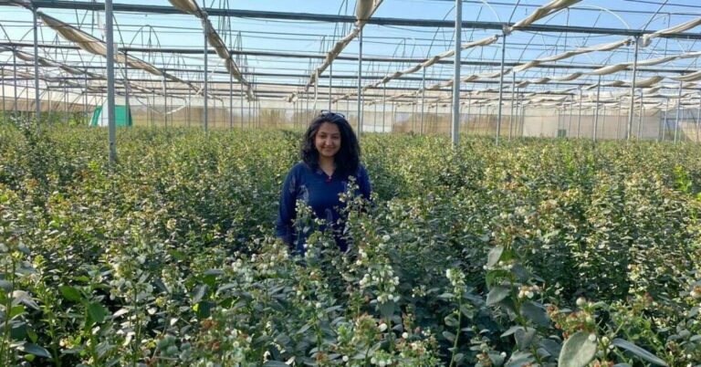 How to Grow Raspberries, Blueberries in India? Woman Uses Low-Cost ...