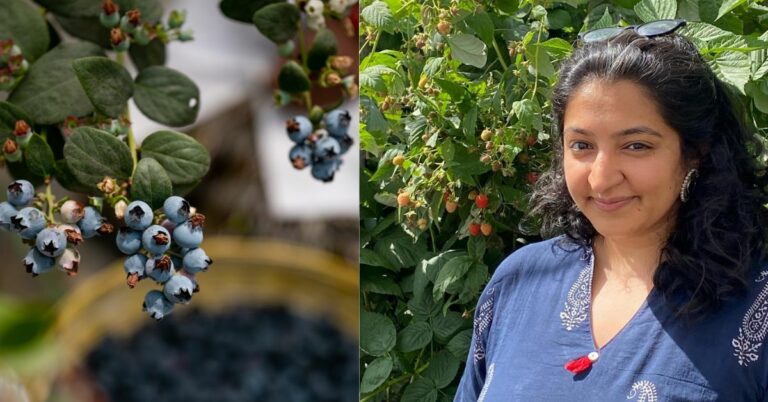 How to Grow Raspberries, Blueberries in India? Woman Uses Low-Cost ...