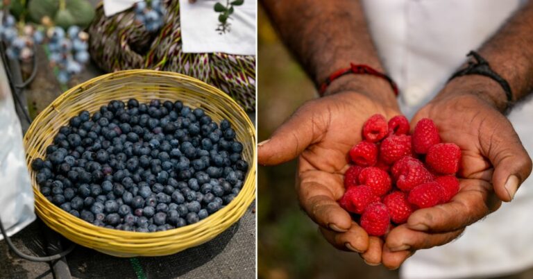 How to Grow Raspberries, Blueberries in India? Woman Uses Low-Cost ...