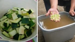 How to Make Compost Using Watermelon Rinds? Gardener Shares