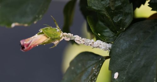 How to Protect Plants from Pest Attack? 3 DIY Organic Insecticides to Try