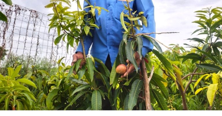 Rs 12000 a Piece? The Story Behind Most Expensive Mango Varieties