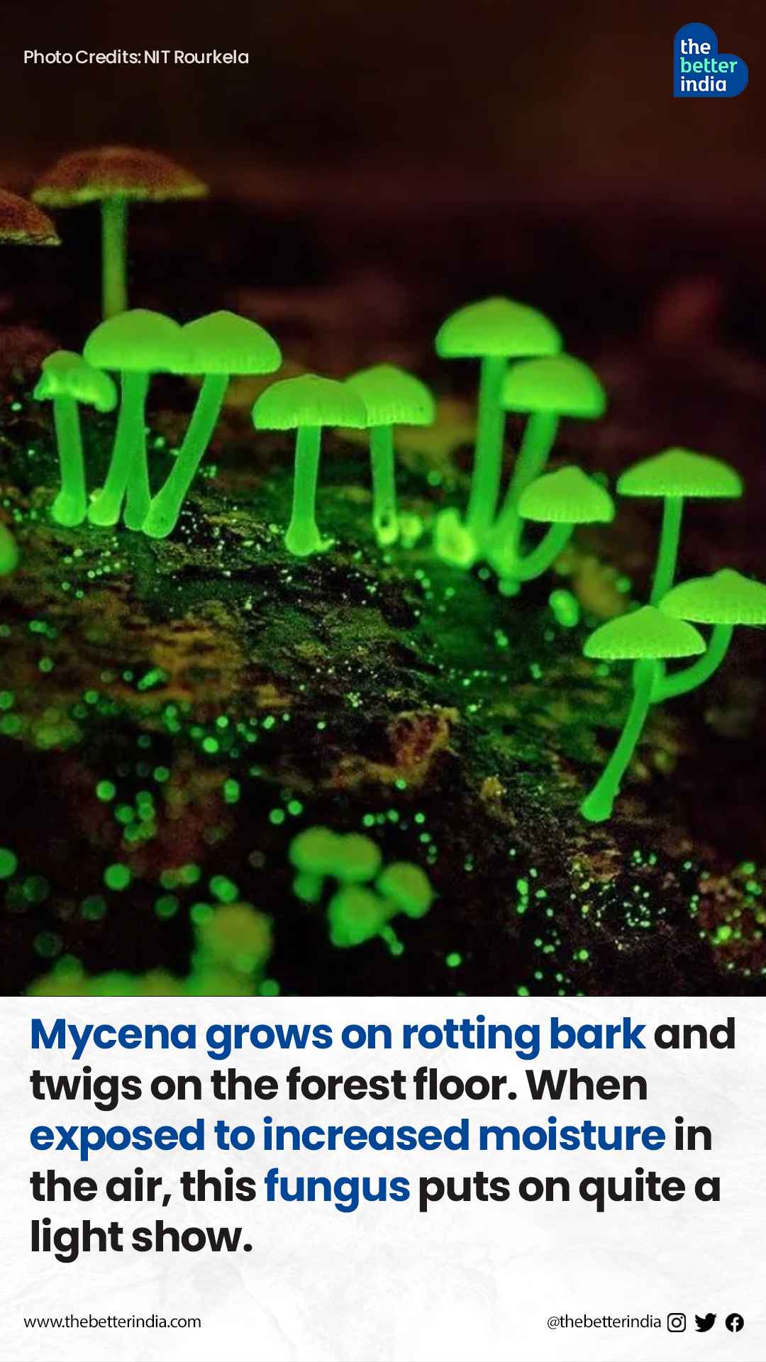 Travel to India's 'Glowing Forests': Where to Find Them & When to Visit?