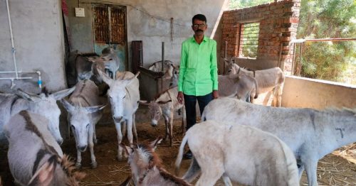 Farmer Quit His Dream Job To Sell Donkey Milk, Makes Rs 3 Lakh/Month