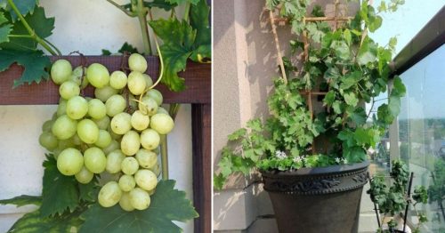 Gardener Shares 10 Tips to Grow Grapes In Containers