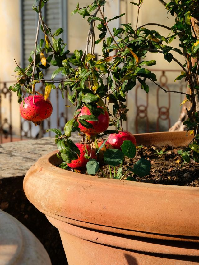 How To Grow Pomegranate Trees In Buckets at Home? Gardener Shares Tips