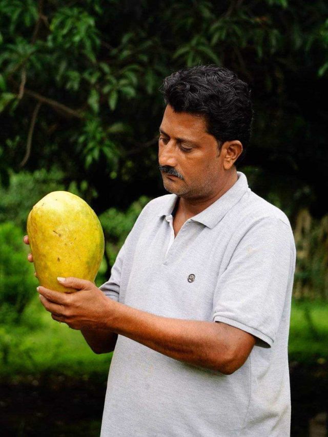 Who Grows India's Noorjahan Mangoes That Cost Upto Rs 1500/Piece?