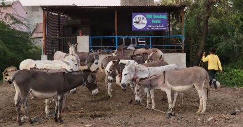Farmer Quit His Dream Job To Sell Donkey Milk, Makes Rs 3 Lakh/Month