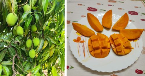 This Couple's Organic Farmstay Has Over 2000 Alphonso Mango Trees
