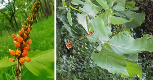 IFS Officer Is On a Mission to Save Uttarakhand's Endangered Plants