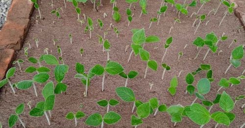 IFS Officer Is On a Mission to Save Uttarakhand's Endangered Plants