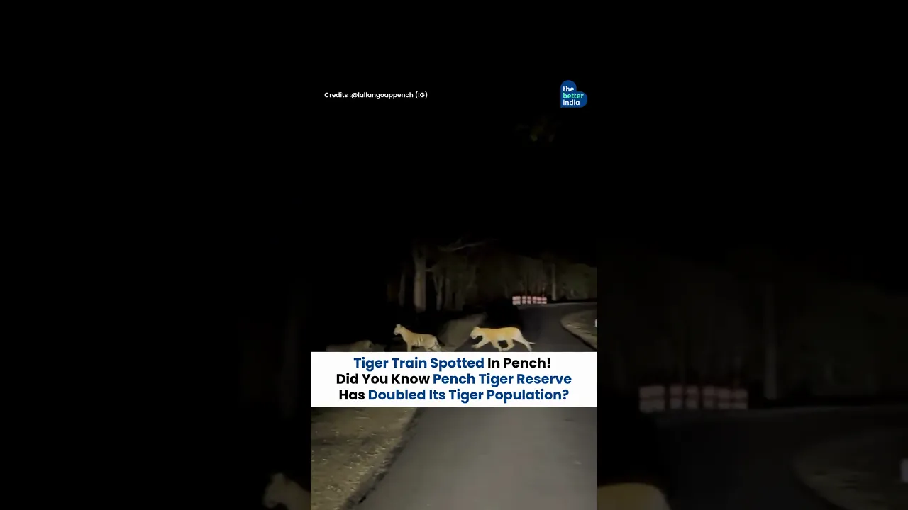 Pench is now a beacon of hope for tiger conservation #shorts #wildlife ...