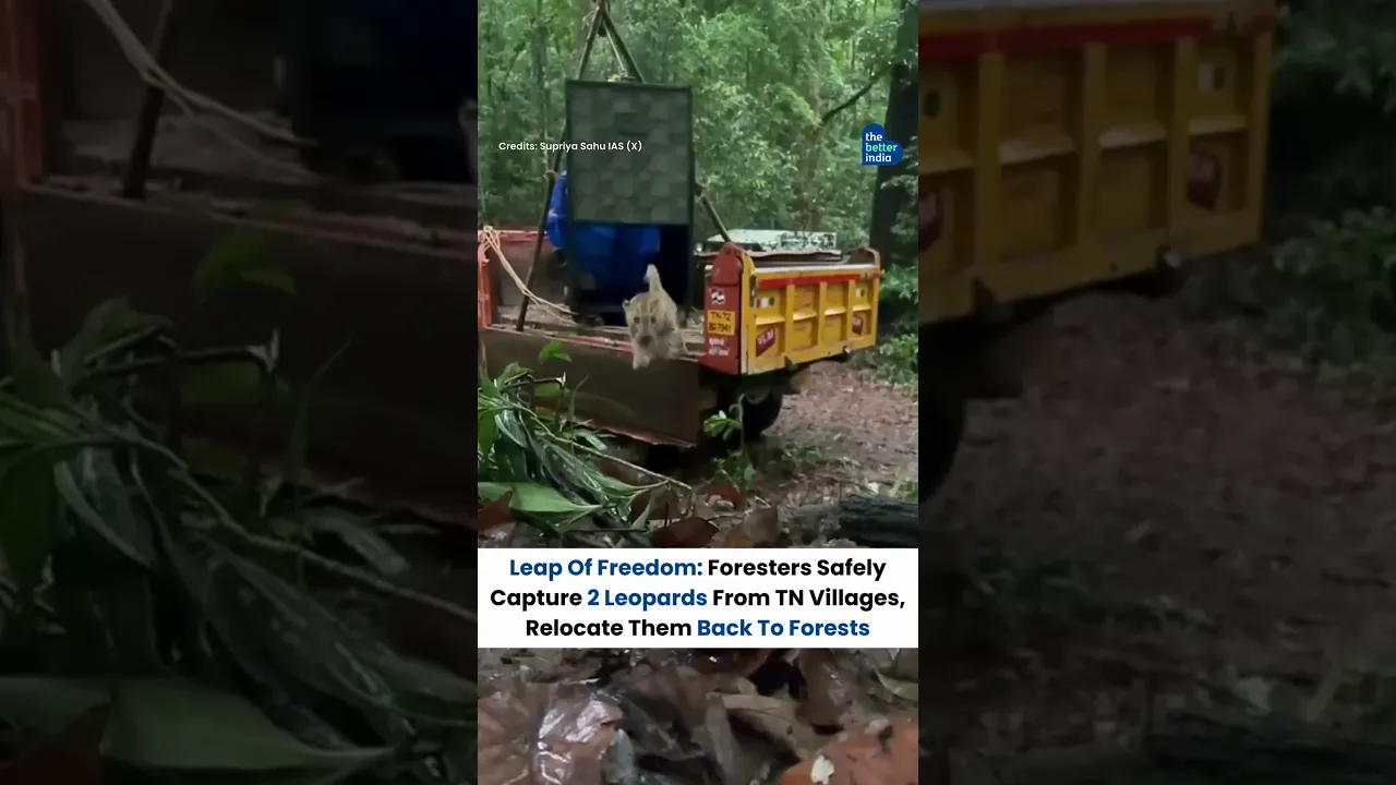 Two leopards were safely captured and relocated back into their natural ...