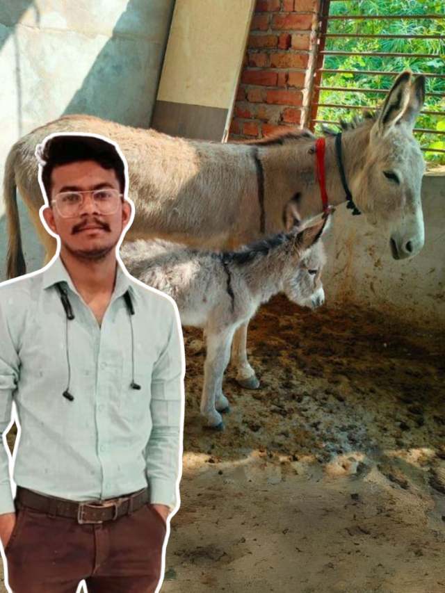 Built On Broken Dreams & Losses, Man's Donkey Milk Biz Earns Rs 3 Lakh ...