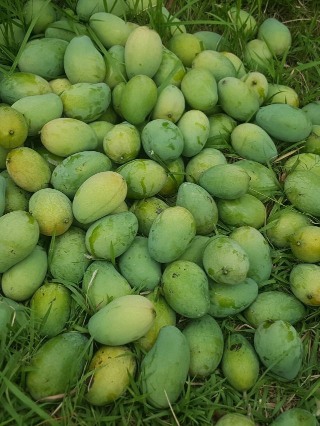 Mango Season Isn't Over! 5 Late-Season Varieties You Should Try This ...